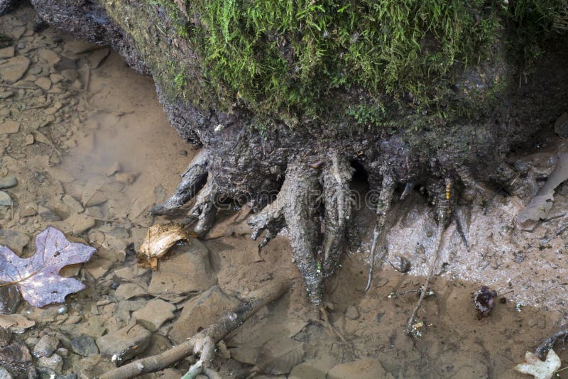 Odd root formation stock image. Image of detail, rocky - 124005355