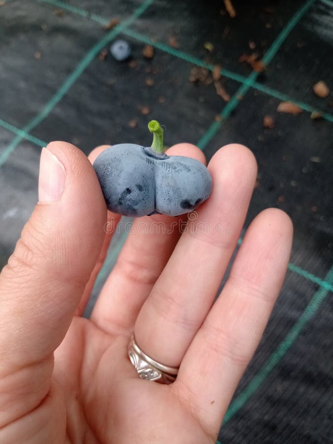 Odd Shaped Canadian Blueberry in a Hand Stock Photo - Image of limb ...
