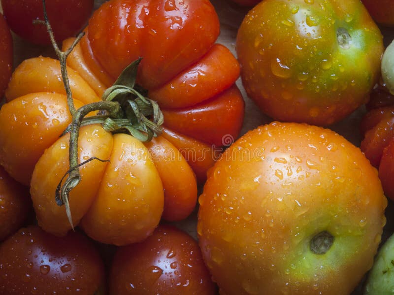 Odd Shaped Tomatoes Stock Photos - Free & Royalty-Free Stock Photos ...