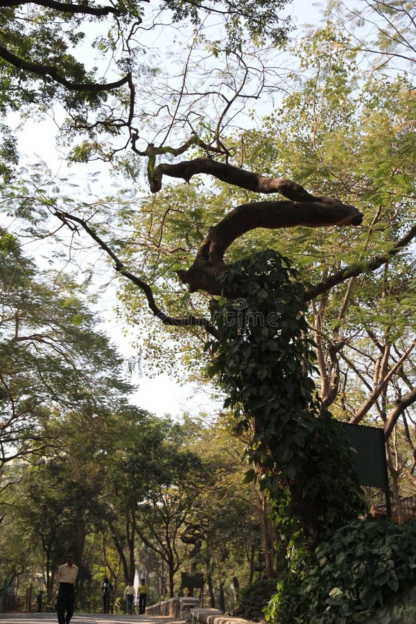 Odd Shaped and Huge Old Wild Tree Editorial Photography - Image of ...