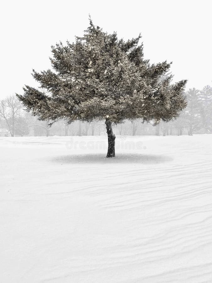 Tree during snow storm stock image. Image of december - 128808533