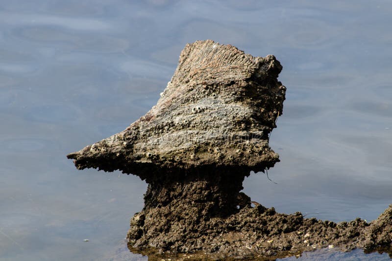 Odd shaped rock stock photo. Image of brown, texture - 176582554