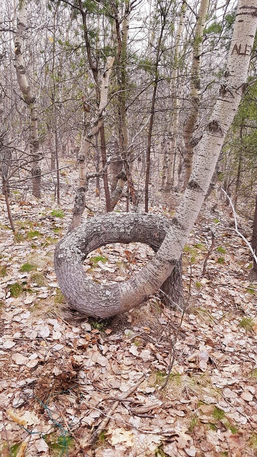 Odd shaped tree in bush stock photo. Image of plant - 186153348