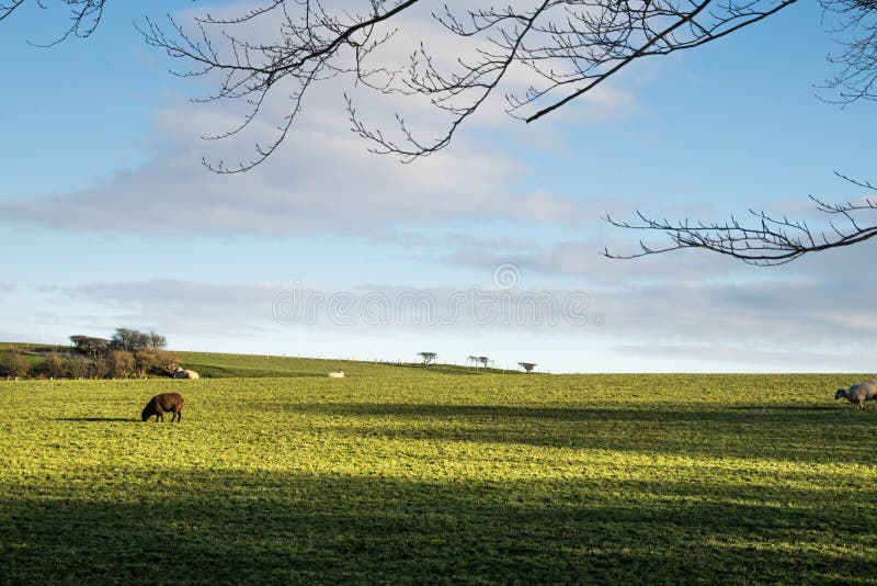 The odd sheep stock image. Image of sheep, clouds, field - 138974661