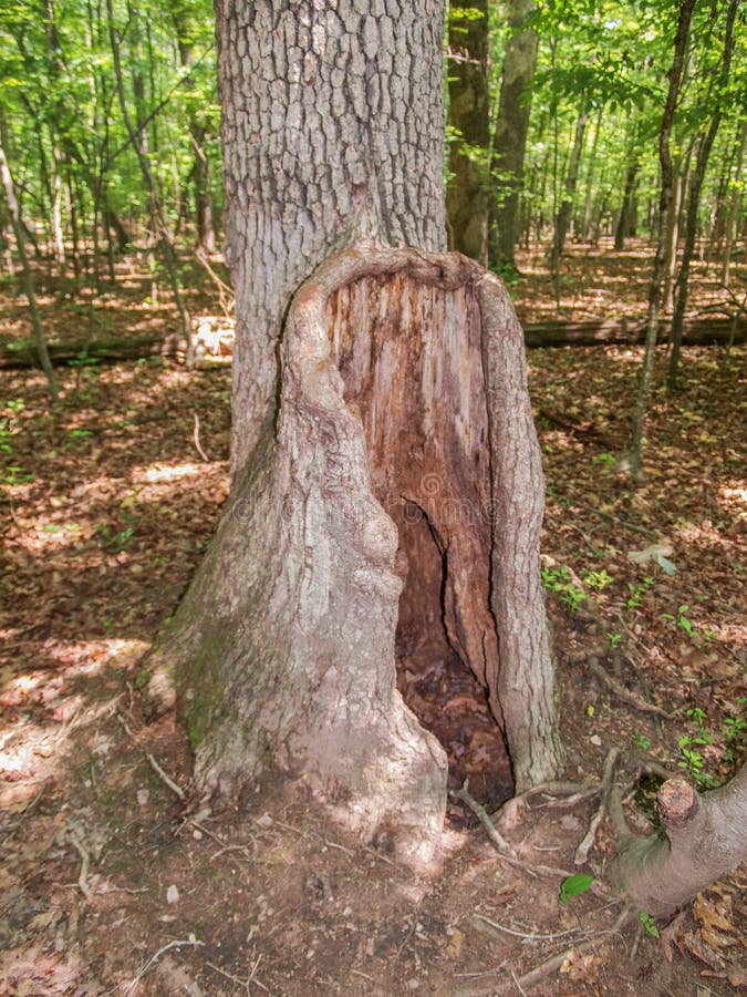 Hollow in the Trunk of a Tree Stock Image - Image of round, plant ...