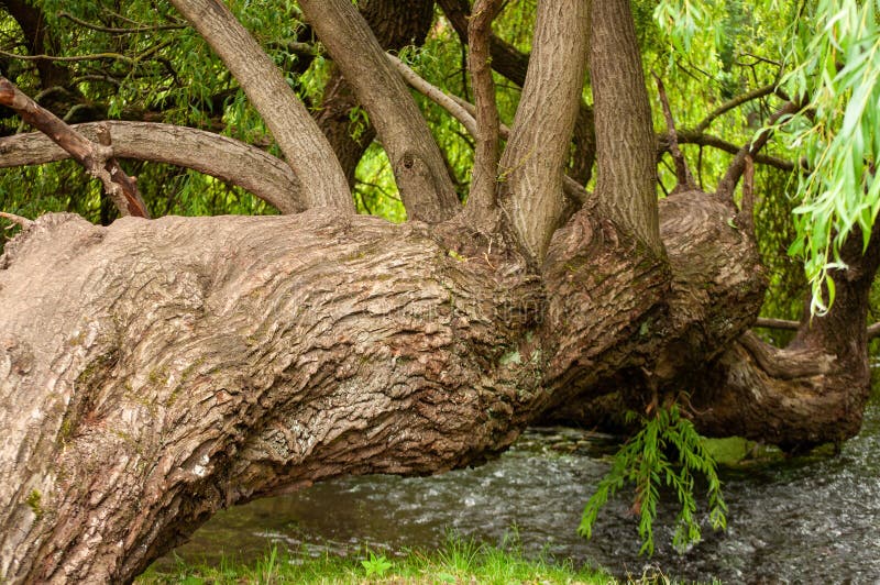 Odd tree in wilderness stock photo. Image of river, growth - 141529026