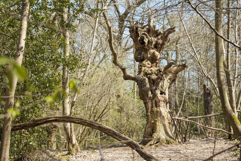An Odd Twisted Human Like Tree Stock Image - Image of shaped, outdoor ...