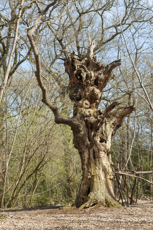 1,605 Tree Like Human Stock Photos - Free & Royalty-Free Stock Photos ...