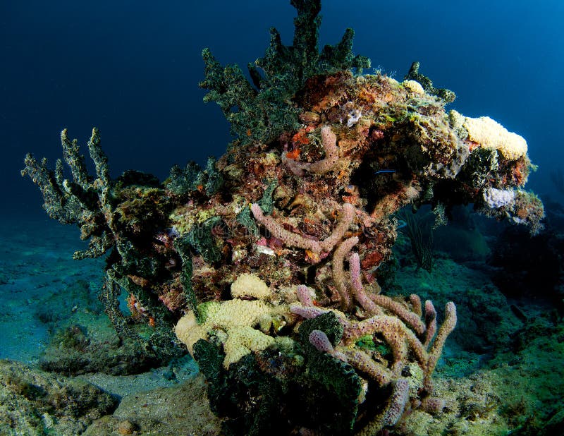 Oddly Shaped Coral Outcropping Stock Photo - Image of intercoastal ...
