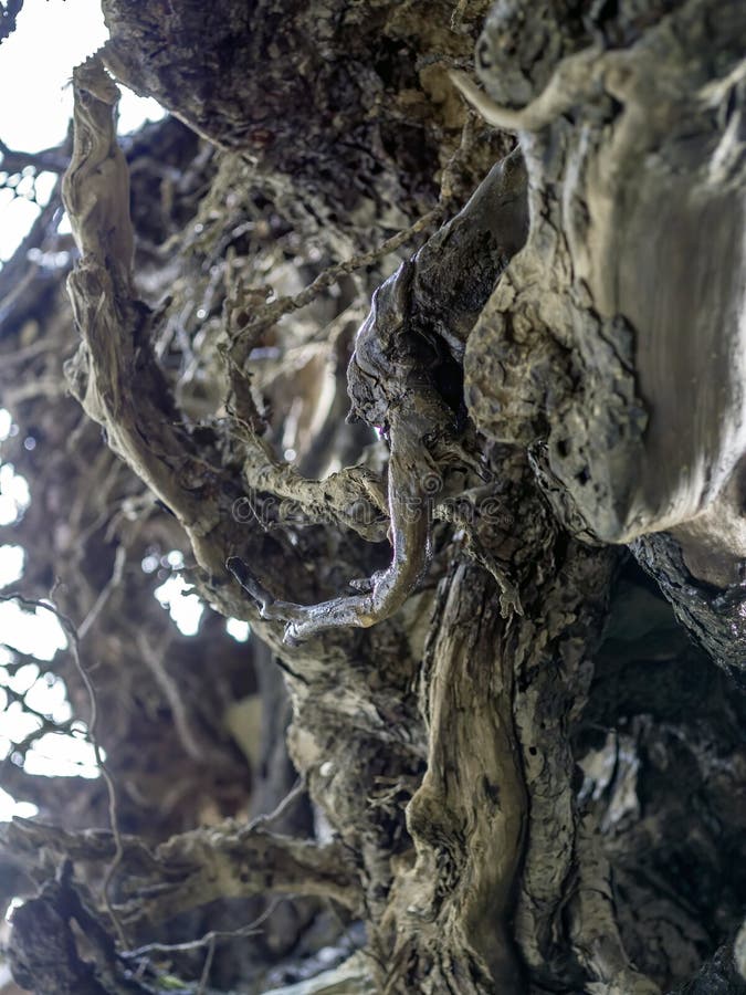 Oddly Shaped Large Tree Roots Stock Image - Image of plant, curl: 208094953