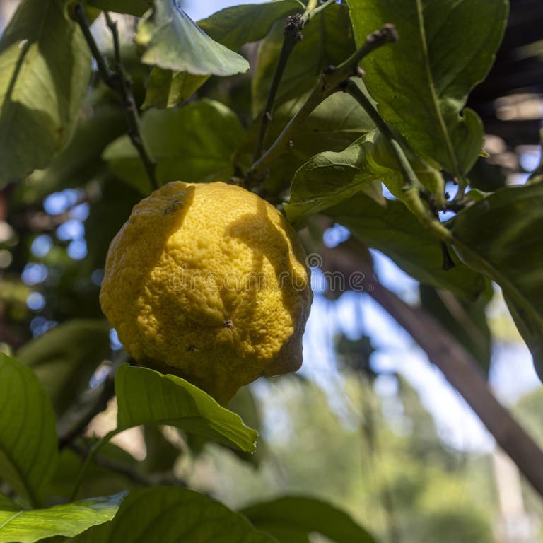 An Oddly Shaped Lemon Ripens on the Tree. Stock Photo - Image of shaped ...