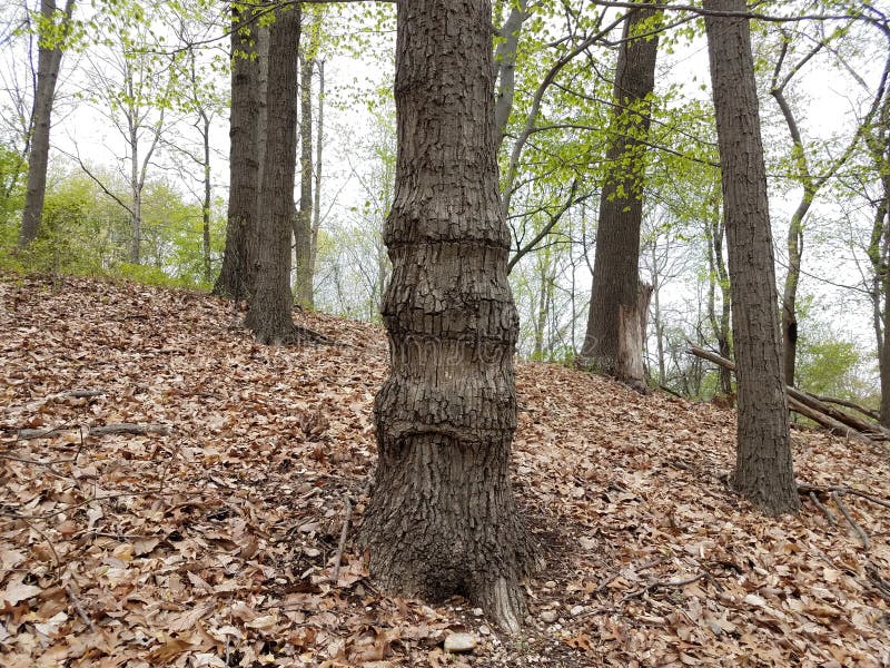 Oddly Shaped Tree Trunk from Growing into Fence with Brown Leaves Stock ...