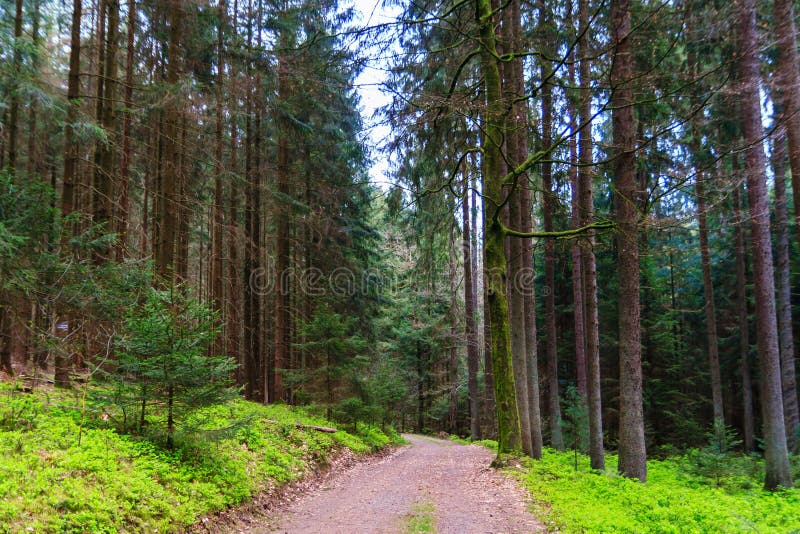 Odenwald forest at spring stock image. Image of agriculture - 109957647
