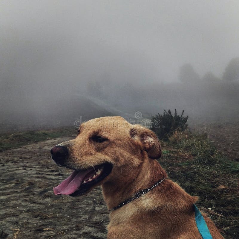 Odin stock image. Image of greyhound, odin, halloween - 84368077