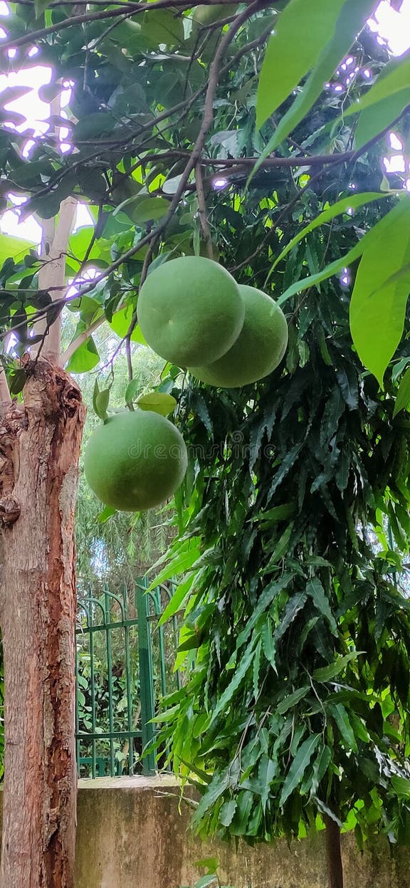 Odisha Largest Food of Mango Stock Image - Image of vegetable ...