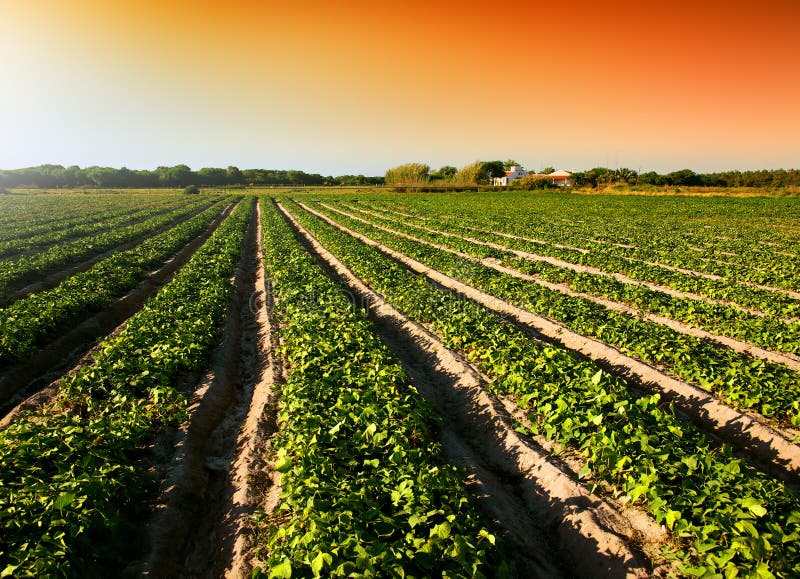 Odlingsmark fotografering för bildbyråer. Bild av växa - 10559613