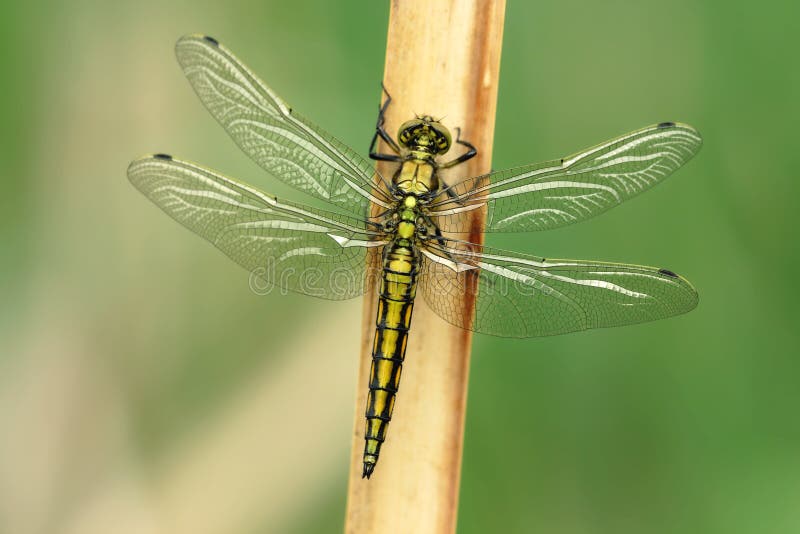 Odonata stock image. Image of details, wallpaper, cancellatum - 5325907