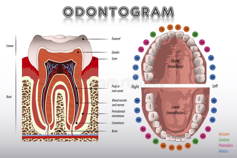 Odontogram Diagrama Del Diente Stock de ilustración - Ilustración de ...