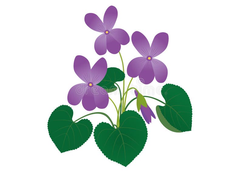 Disegno Viola Del Fiore Struttura Floreale Disegnata a Mano Di Vettore ...