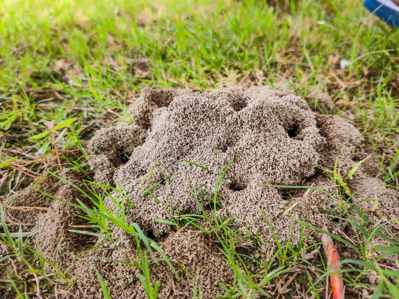 Odorous House Ants Stock Photos - Free & Royalty-Free Stock Photos from ...