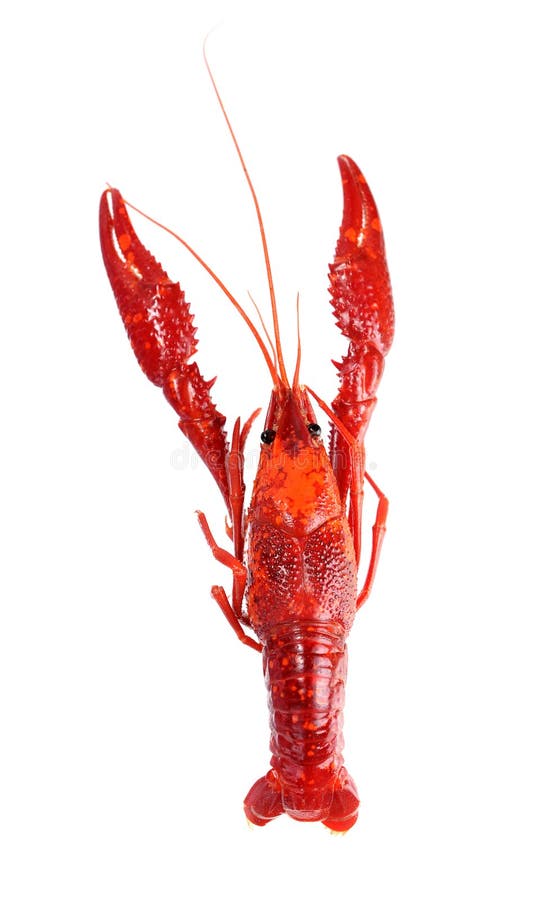 Świeży Amerykański Homar, Cała Sylwetka Na Ciemnym Tle Obraz Stock ...