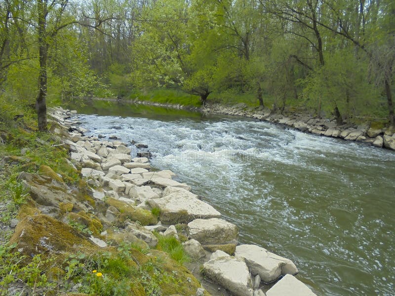 Odra River in Spring Forming Small Rapids in the Forest. Stock Image ...