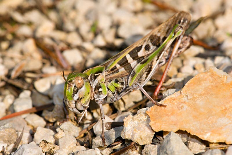 Oedaleus decorus stock image. Image of macro, decorus - 36655971