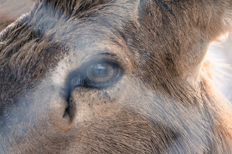 Oeil De Cerfs Communs De Brown Photo stock - Image du cils, regard ...