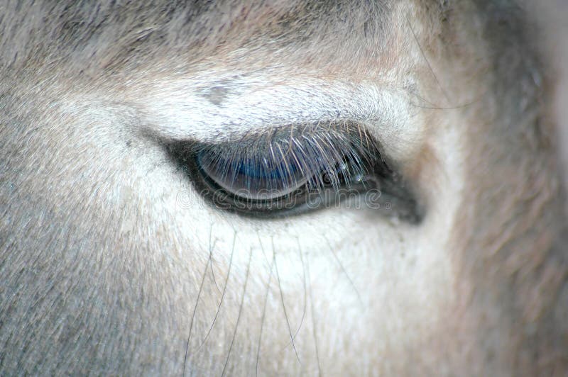 Oeil d'âne photo stock. Image du âne, prés, faune, animal - 299048