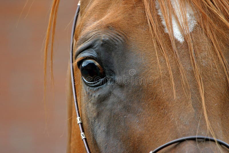 Oeil d'un cheval photo stock. Image du ranch, fier, concurrence - 1199676