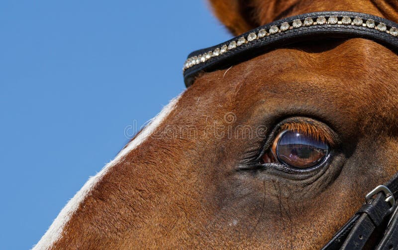 Instruction-macro D'oeil De Cheval Image stock - Image du étalon ...