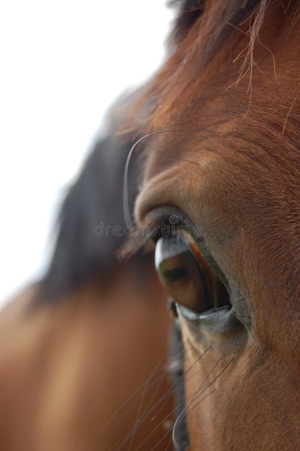 Oeil d'un cheval image stock. Image du poney, anglais - 13189783