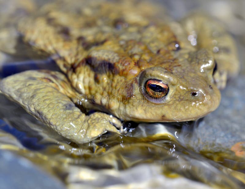 Oeil de crapaud photo stock. Image du vert, coloré, gluant - 12476882