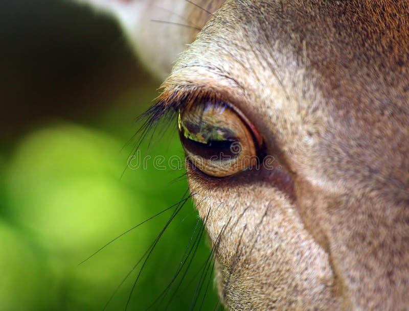 Oeil de cerfs communs image stock. Image du cerfs, petit - 10192569