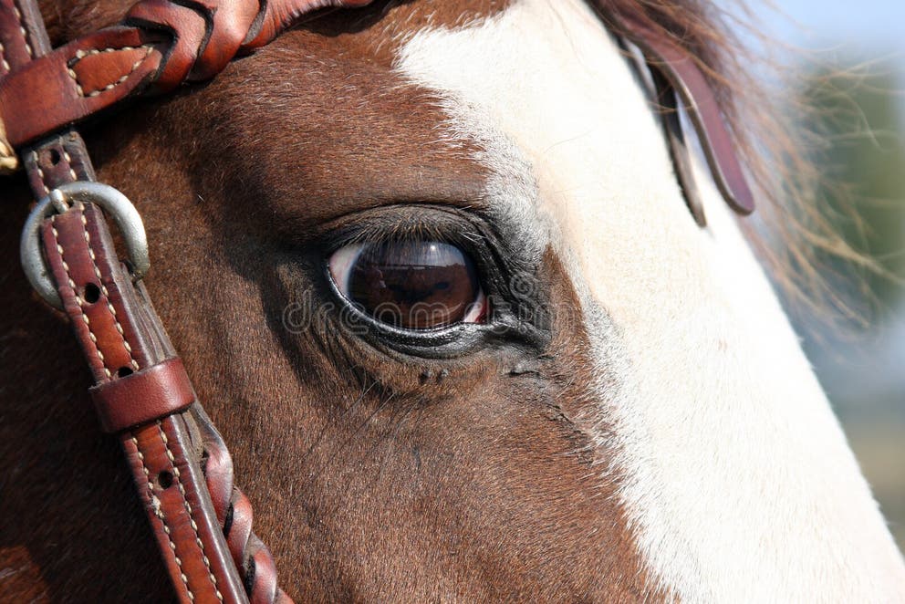 Oeil de cheval image stock. Image du cheval, oeil, formation - 11574519