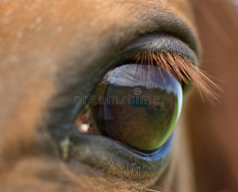 Oeil rouge de horse'e image stock. Image du animal, verticale - 31668317