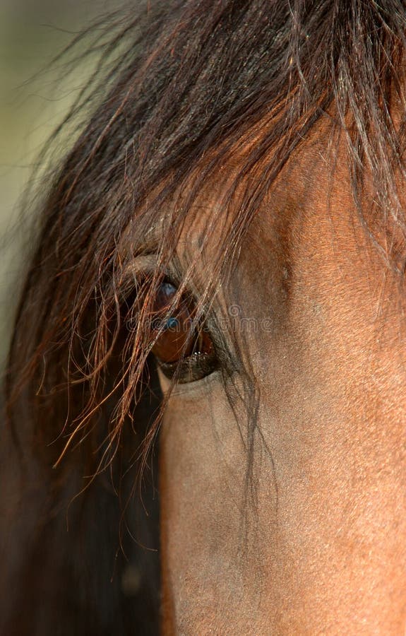 29,206 Photos de Oeil D Un Cheval - Photos de stock gratuites et libres ...