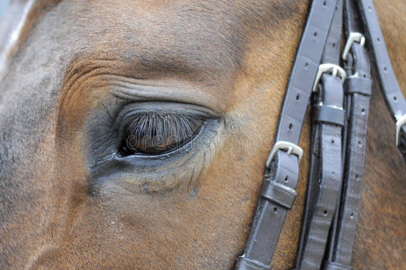 Chevaux d'oeil et de cil photo stock. Image du instruction - 4946800