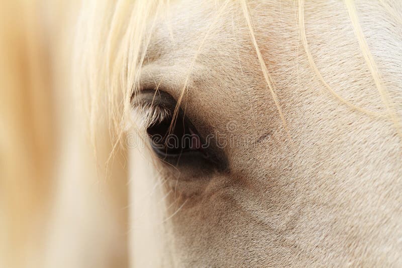 Oeil de cheval image stock. Image du investigateur, gris - 23008291