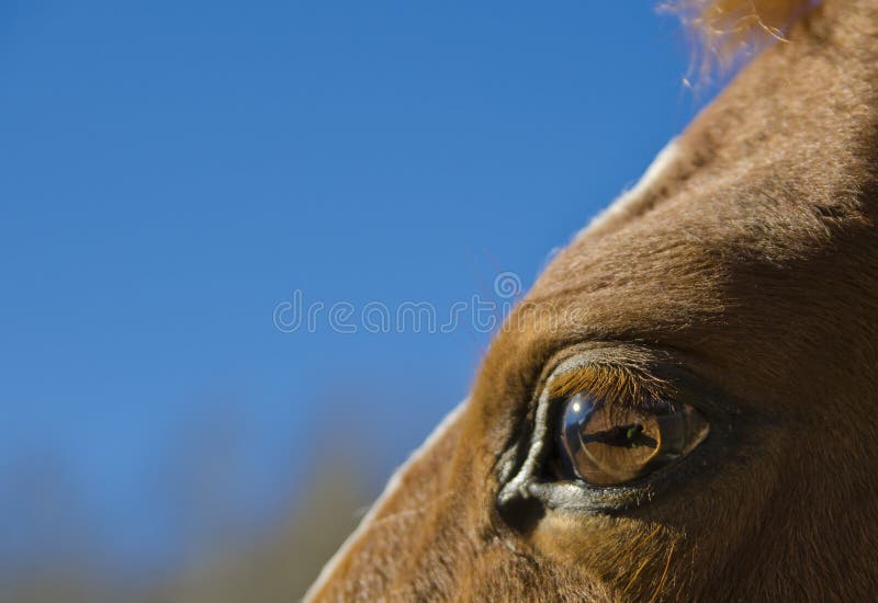 Oeil de cheval photo stock. Image du poney, bleu, mammifère - 27254224