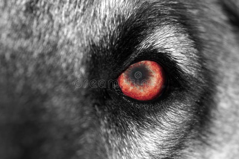 Oeil de loup - rouge image stock. Image du effrayant, crainte - 7019657