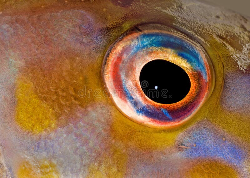 Oeil De Poissons Photo libre de droits - Image: 12913085