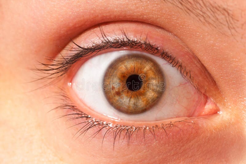 Oeil humain photo stock. Image du regard, noisette, brun - 36126554