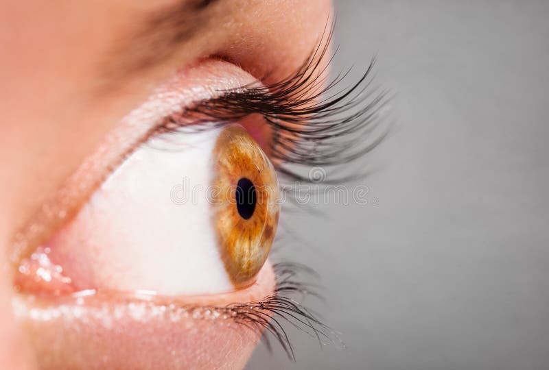 Oeil humain photo stock. Image du regard, noisette, brun - 36126554