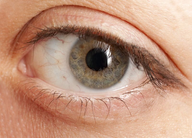 Oeil noisette photo stock. Image du couleur, brun, yeux - 2036672