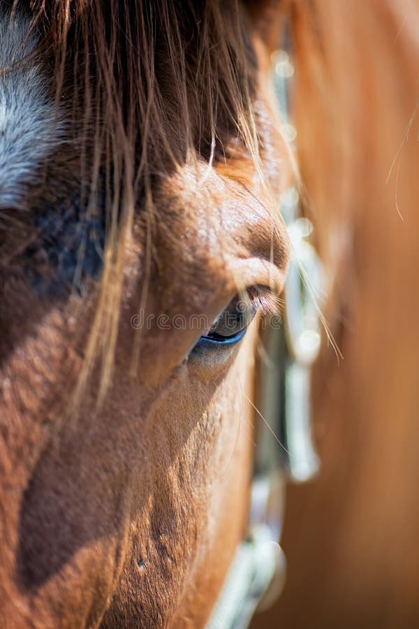 Oeil/visage de cheval image stock. Image of brun, jeux - 24863769
