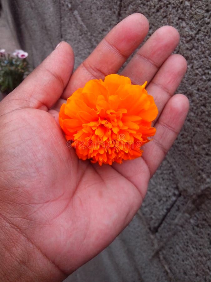 Oeillet Inde stock image. Image of oeillet, fleur, flore - 46481993