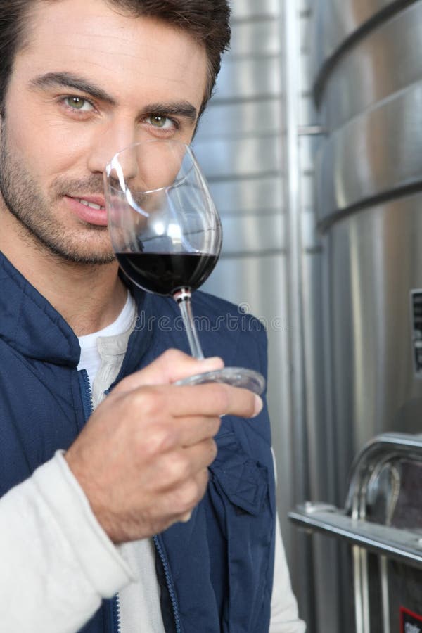 Winemaker Oenologist Checking Tempranillo Wine Grapes Stock Photo ...
