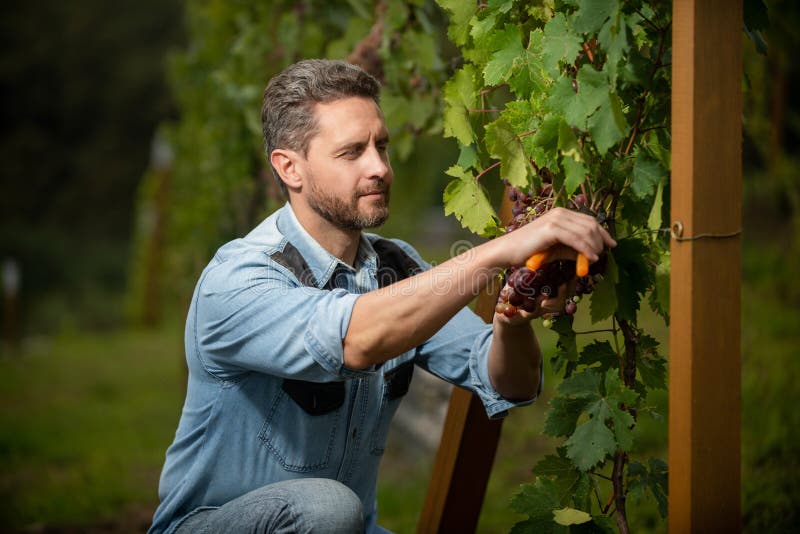 Oenologist Cut Grapes with Gardening Scissors, Farming Stock Image ...