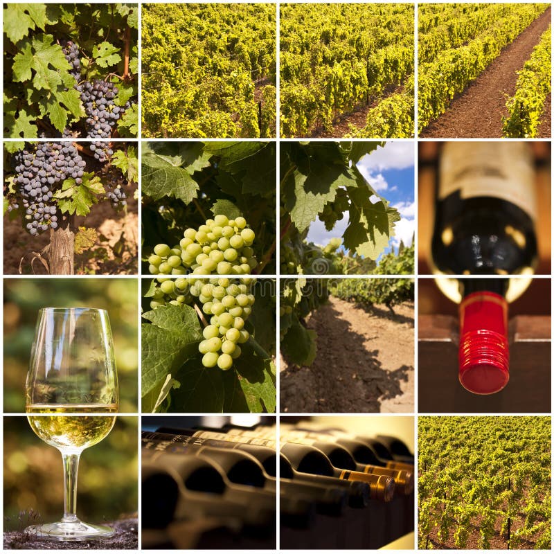 Oenology and wine collage stock photo. Image of bottles - 58701602